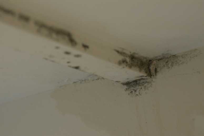 Damp & Mould In Rental Property - A Tenant’s Guide