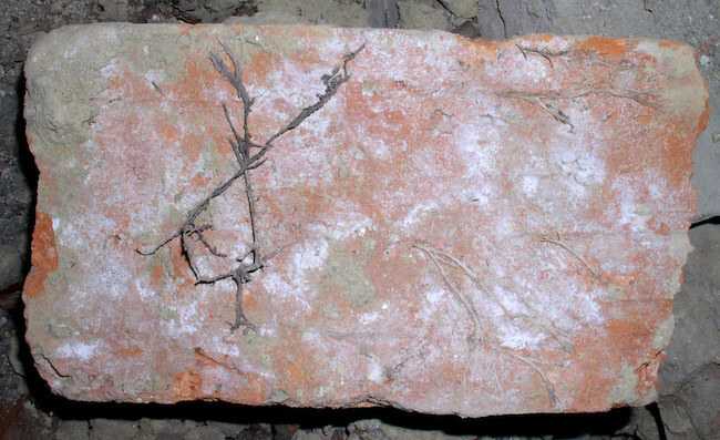 Treat Dry Rot & Wet Rot - Identification And Treatment