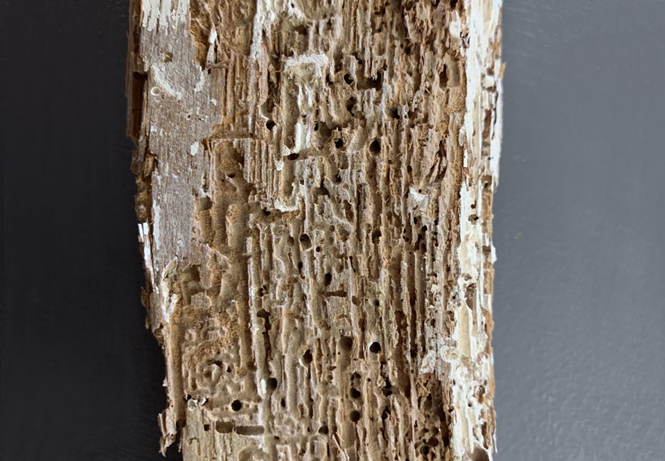 Woodworm Treatments & Prevention - Permagard